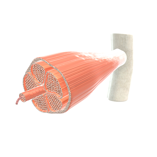 Muscle Tendon